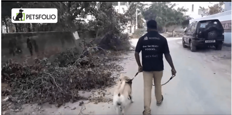 Dog Walking Videos - Petsfolio