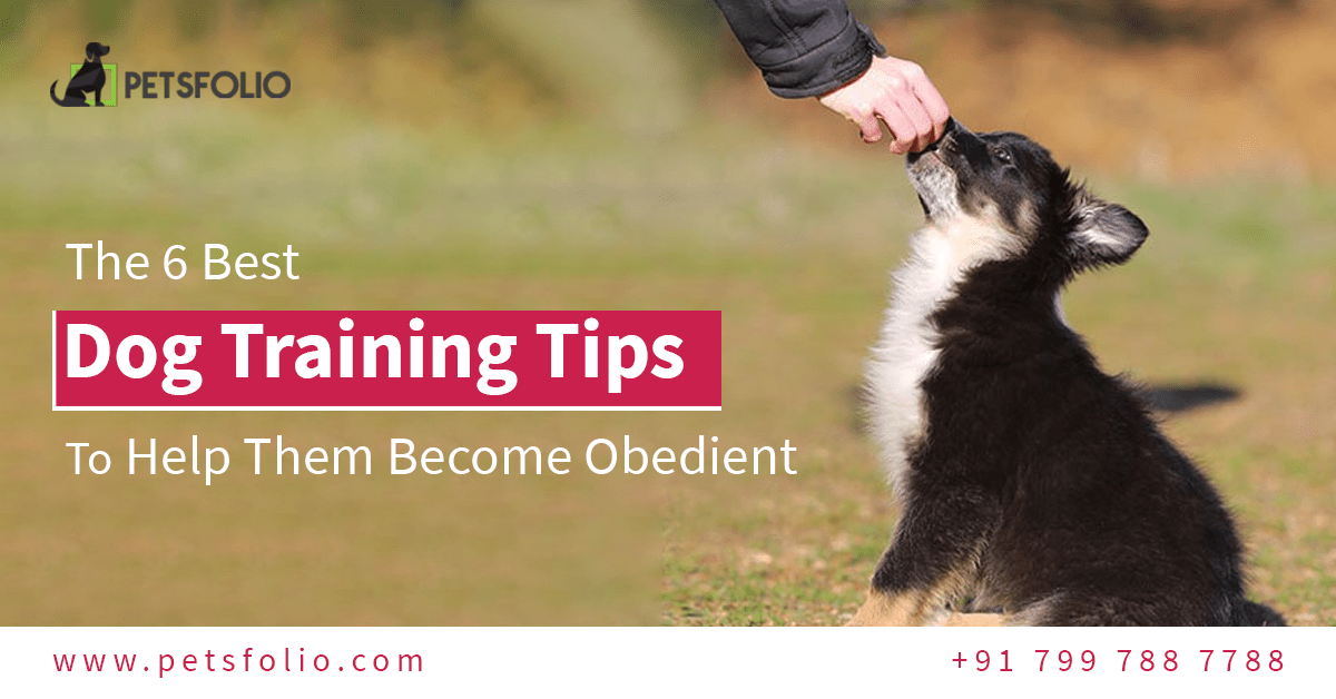 The 6 Best Dog Training Tips To Help Them Become Obedient - Petsfolio