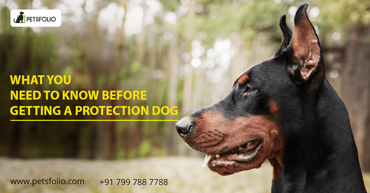 What you need to know before getting a protection dog? - Petsfolio