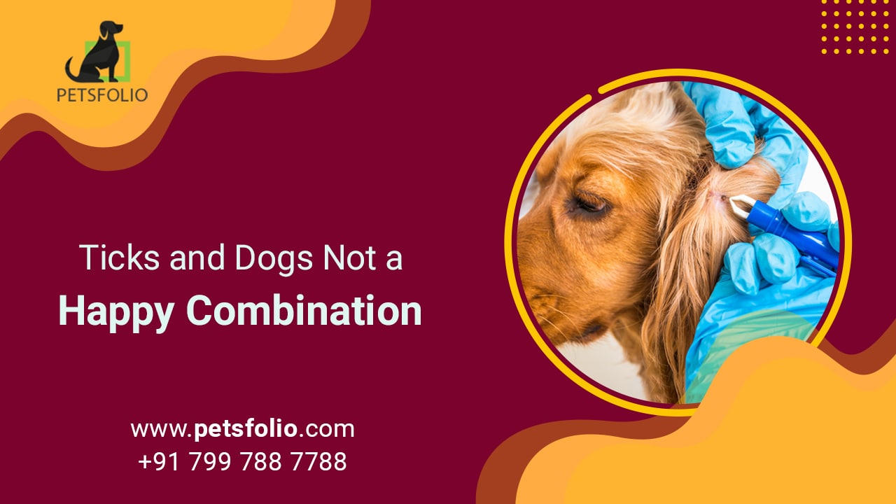 Ticks and Dogs: Not a Happy Combination - Petsfolio