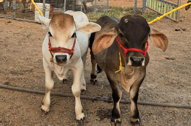Precautions while Buying the Miniature Punganur Cow: A Complete Guide ...