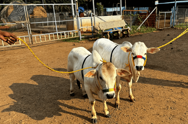 Precautions while Buying the Miniature Punganur Cow: A Complete Guide ...