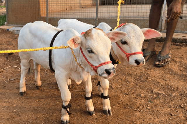 Sheltering Punganur Cows Across All Seasons: Best Practices - Petsfolio