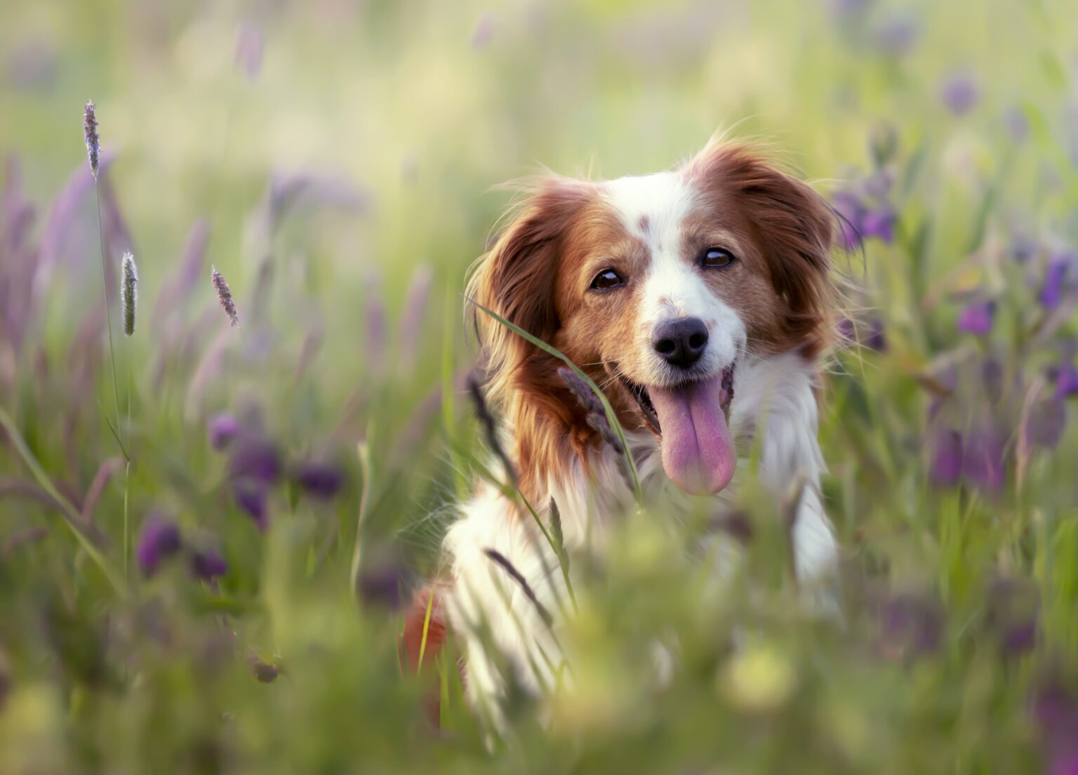 Complete Guide to Seasonal Pet Care: Tips for Every Weather