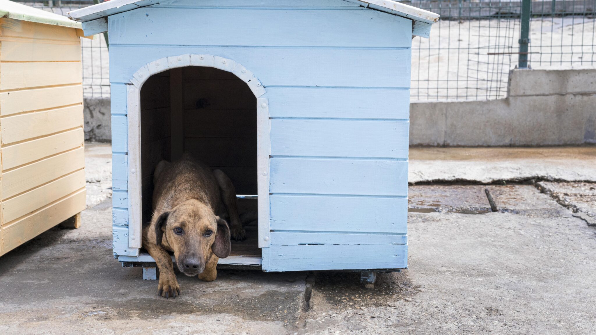 Complete Guide to Seasonal Pet Care: Tips for Every Weather