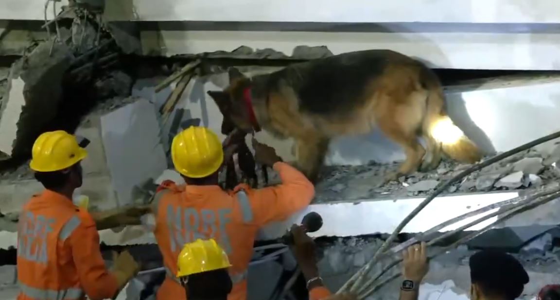 Cadaver Dogs Transform Disaster Recovery in India