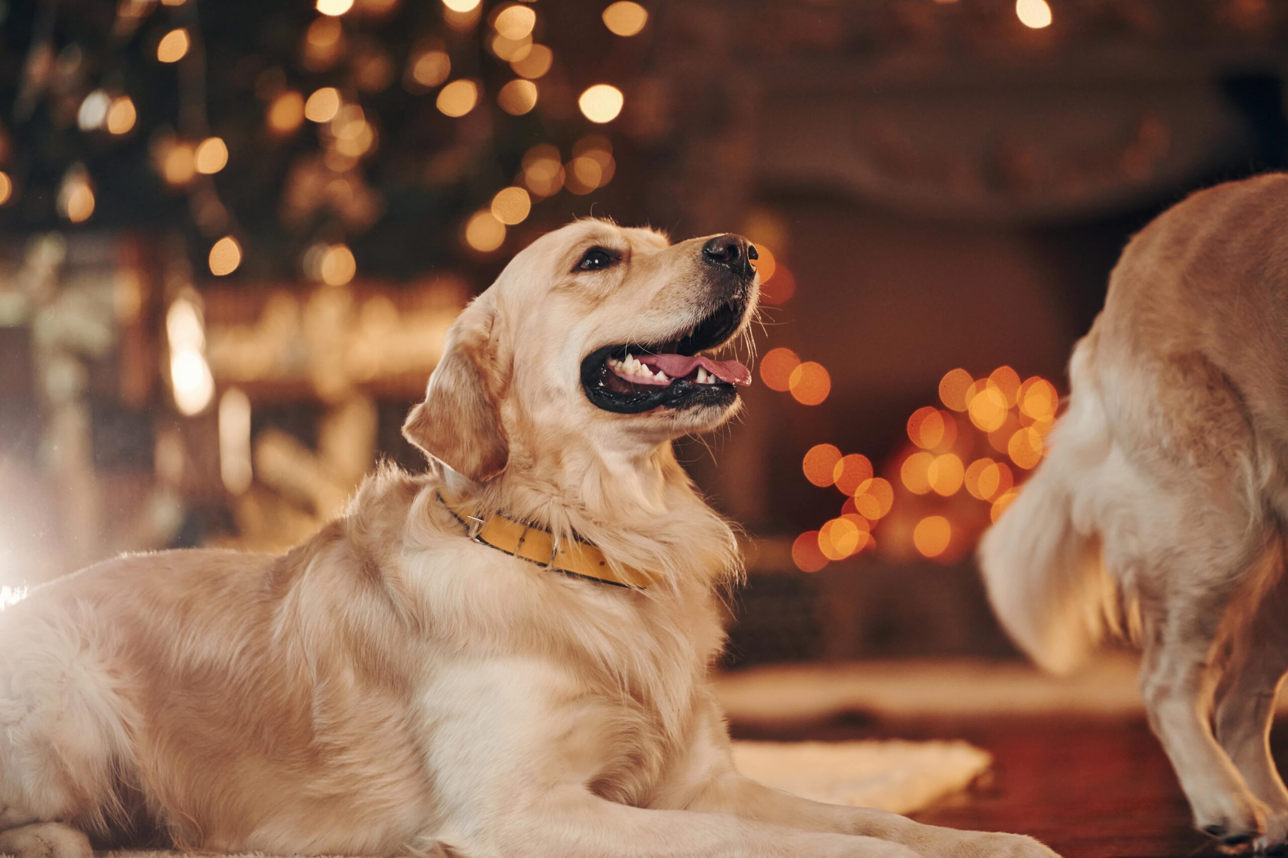 Diwali for Dogs: Nepal’s Heart warming Pet Festival Celebration