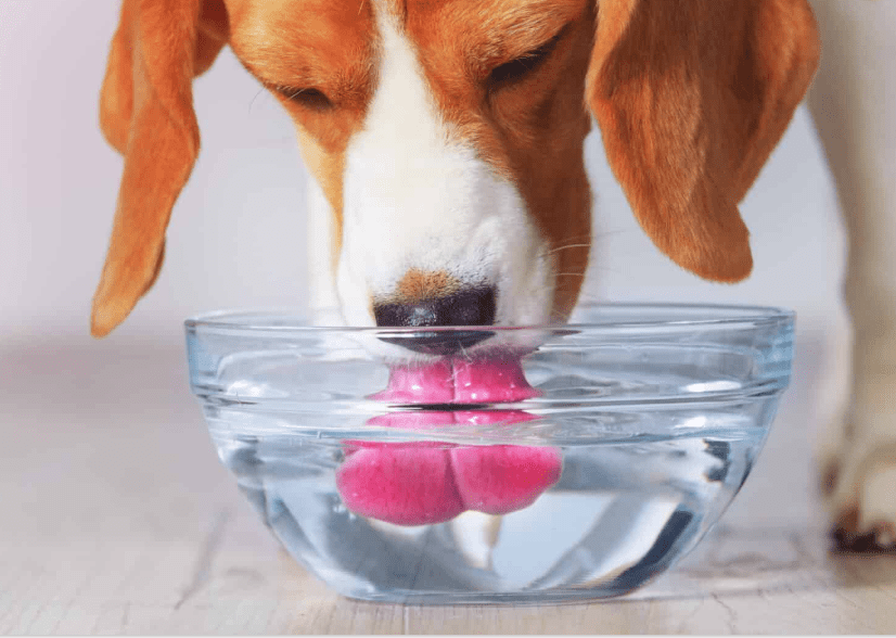 How Dogs Drink Water the Science Behind Messy Lapping