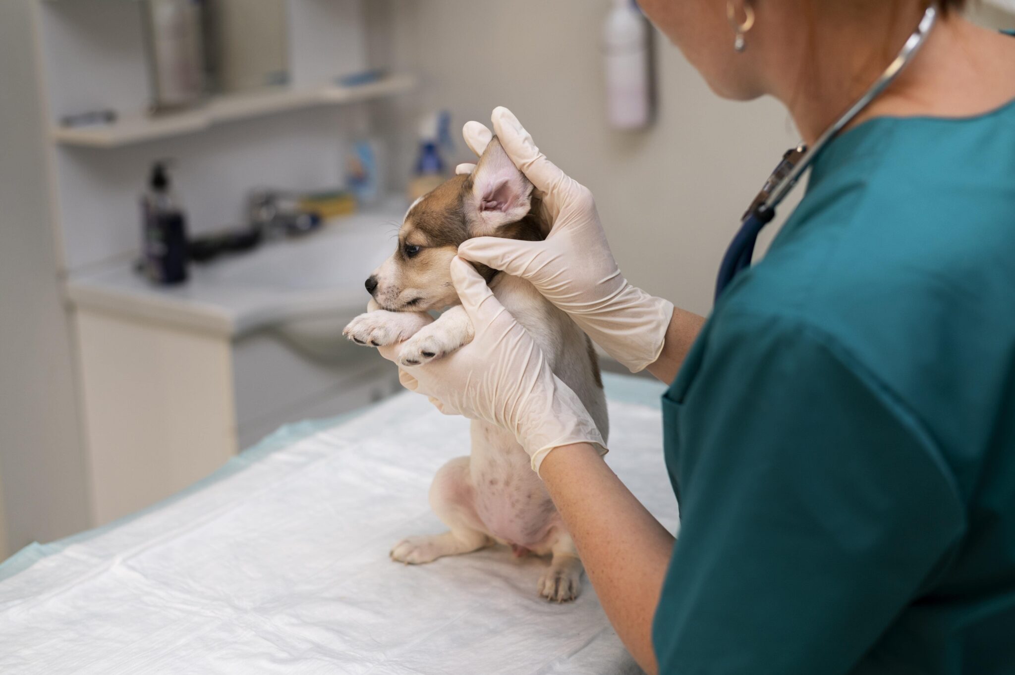 Is Ear Hair Plucking Dogs Safe? What Research Reveals