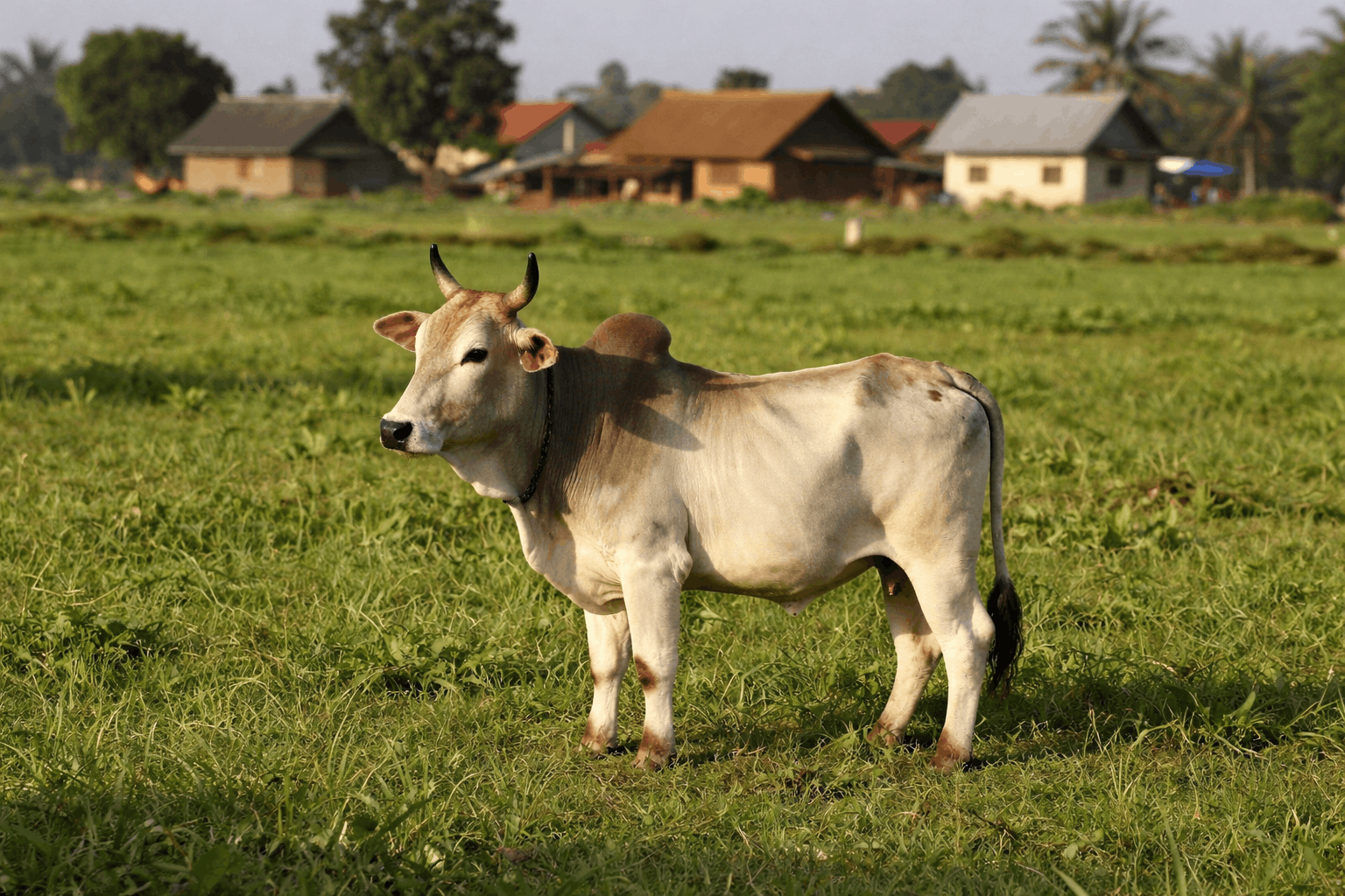 What Makes Punganur Cow Disease Resistance Strong?