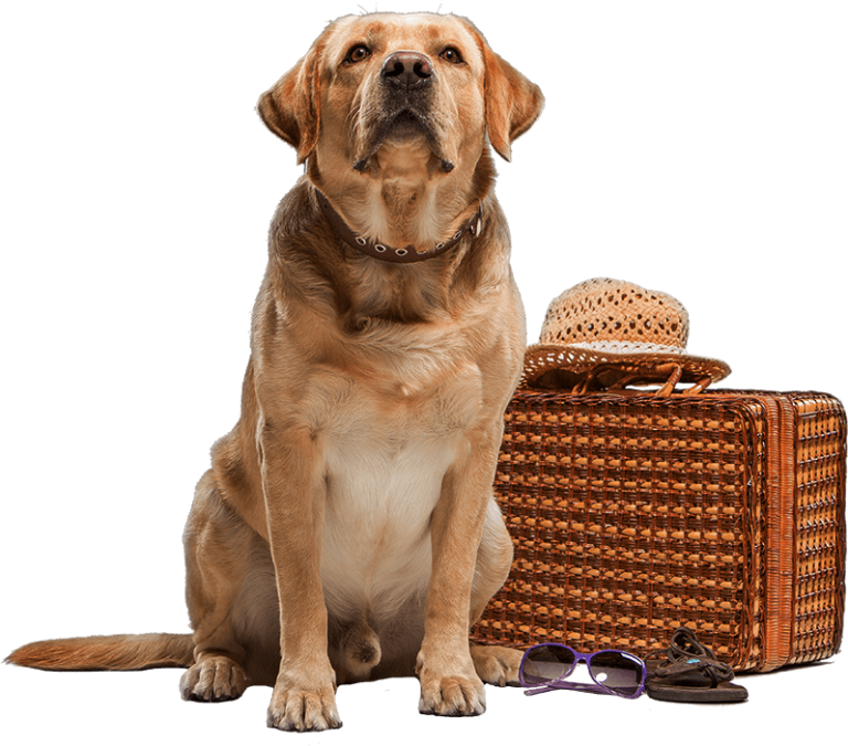 Cageless Dog Boarding Services And Pet Boarding Services petsfolio